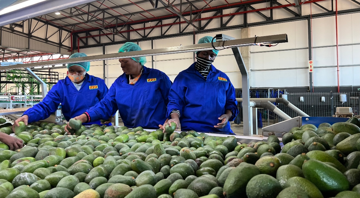 An AI app helps to tell if an avocado is overripe | Cybernews