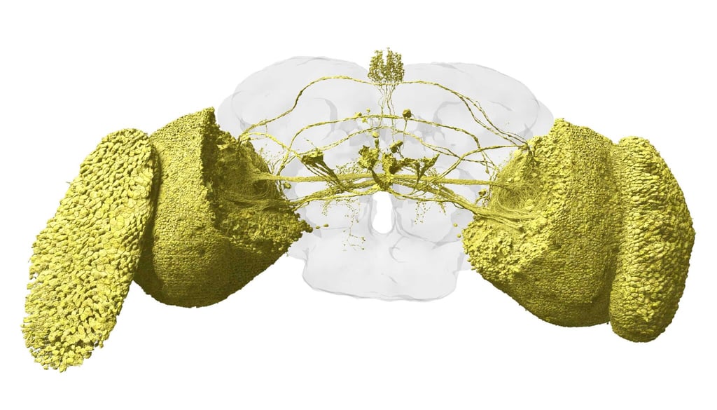 The internet is buzzing about a digital fly brain: Are humans next ...