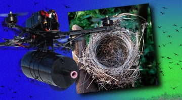 Birds in Ukraine build nests with fiberglass | Cybernews