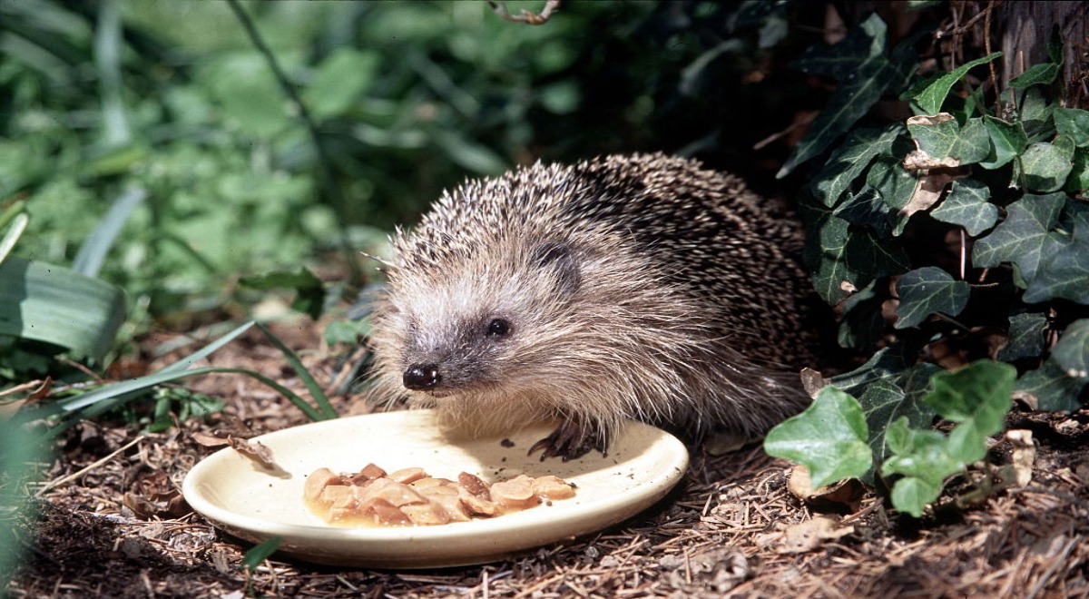 Why ultrasound may be key to saving hedgehogs | Cybernews